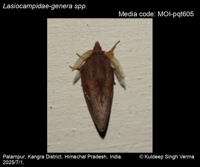 Lasiocampidae-genera spp. | Moths